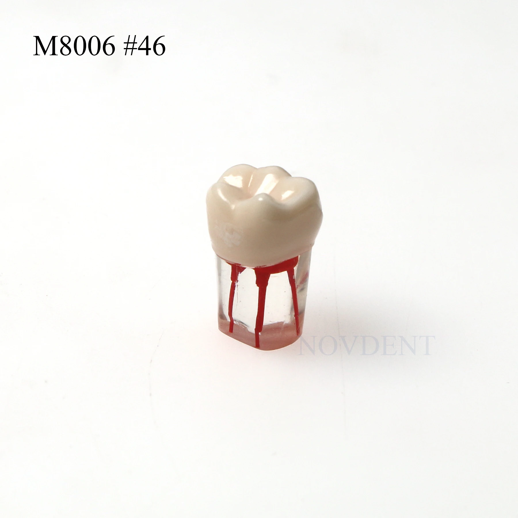 Dental-RCT-Typodont-Model-Endo-Roots-Canal-Teeth-Model-Study-Practice ...