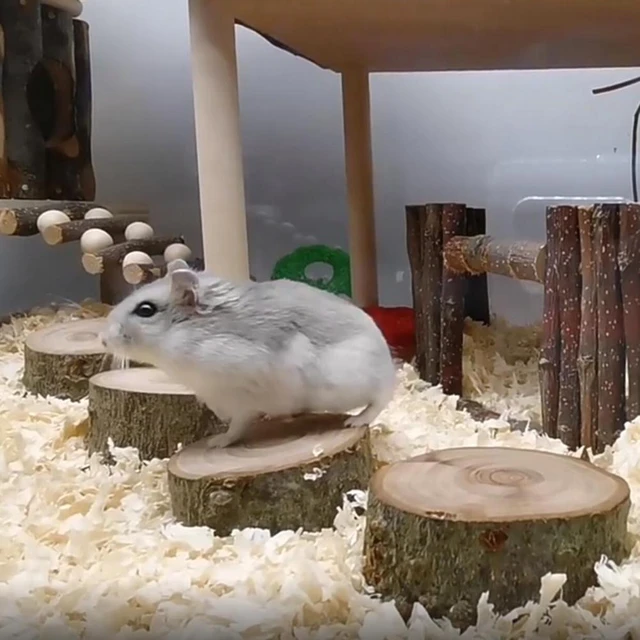 Robo Dwarf Hamster Cages