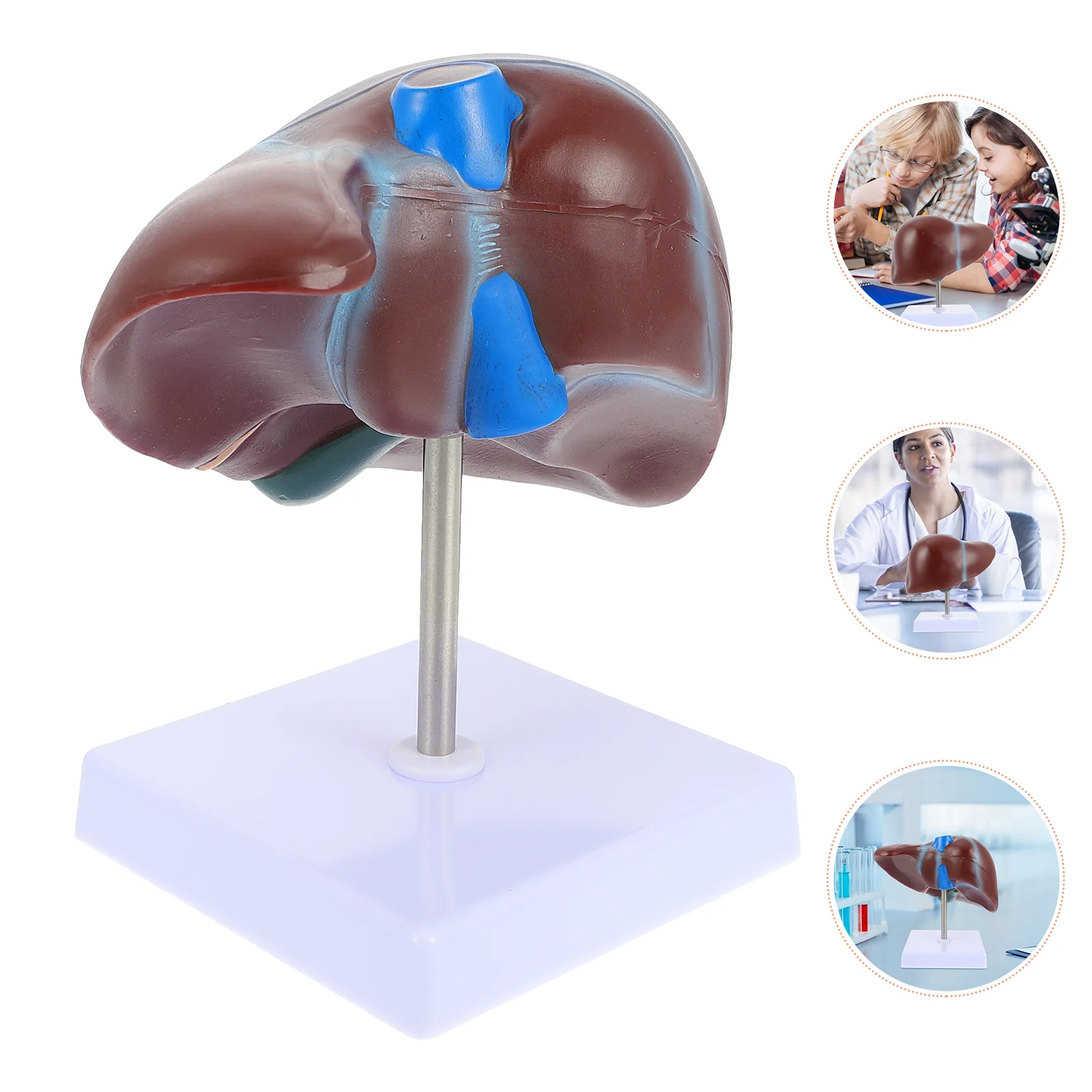 Liver Model