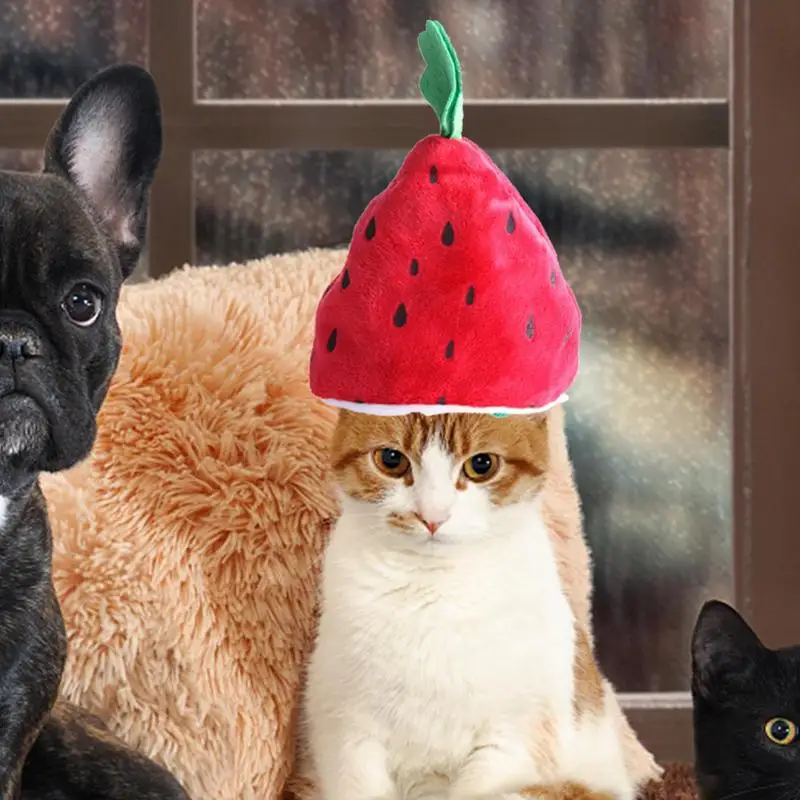 Watermelon Hat Cat