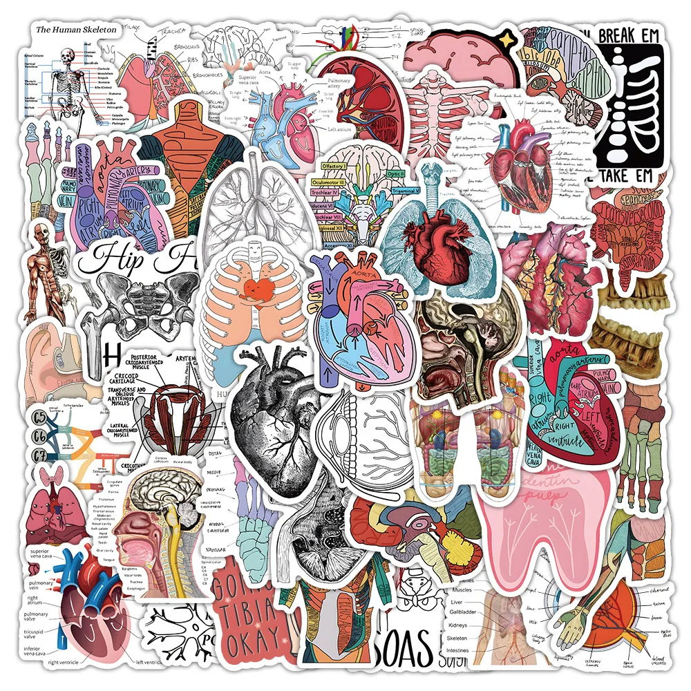 10-50pcs-Cartoon-Human-Body-Organ-Stickers-Anatomy-Map-Decals-for-Water ...