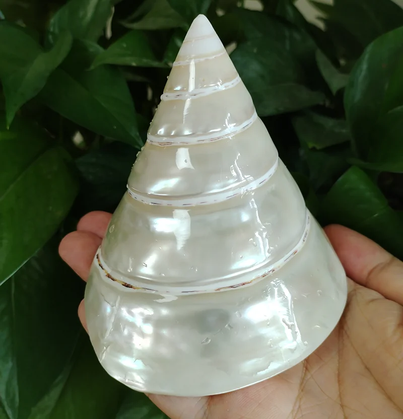 Large-Pearled-Trochus-Shell-Natural-Polished-Tower-Seashell-Decoration ...