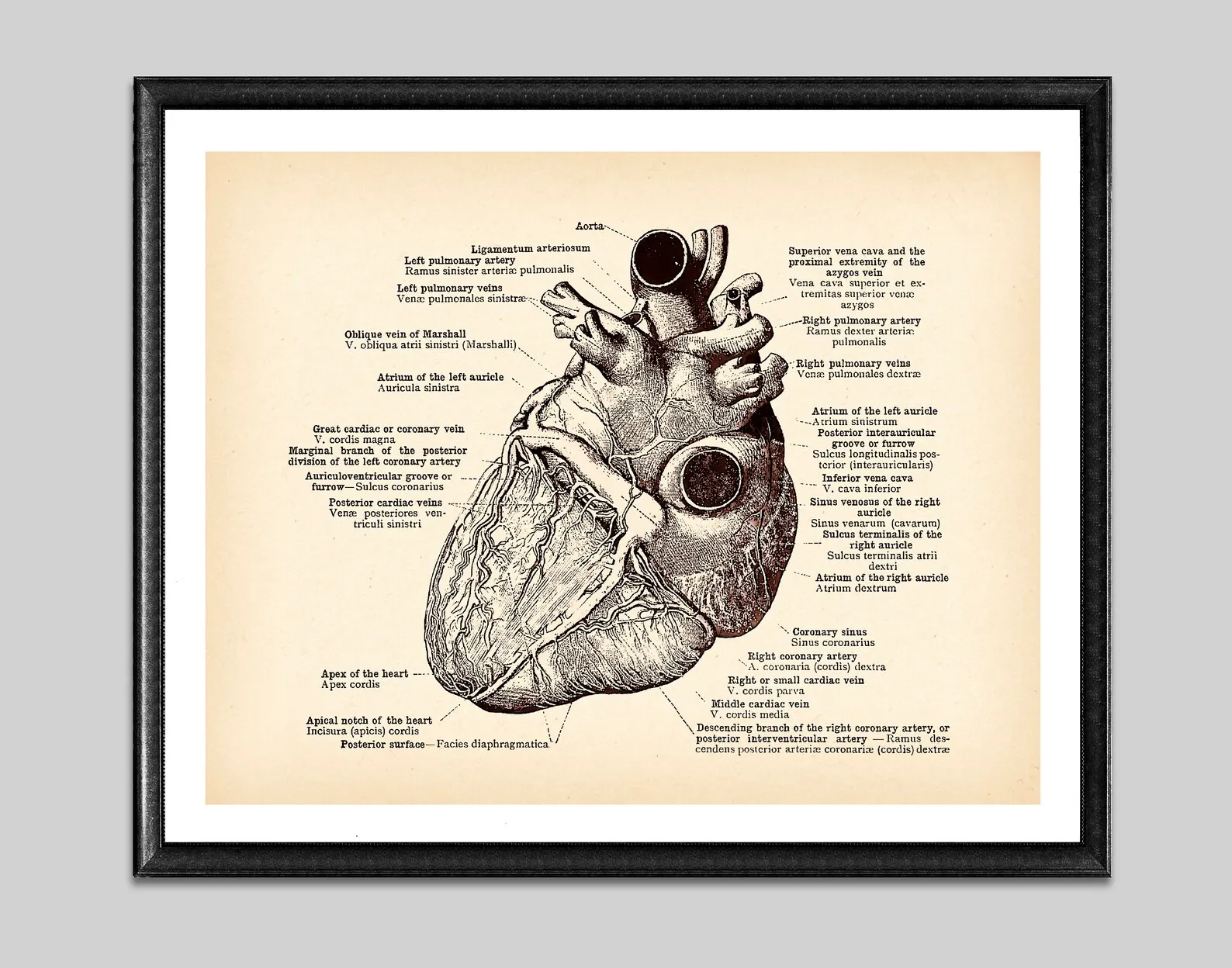 Vintage Anatomical Heart Diagram