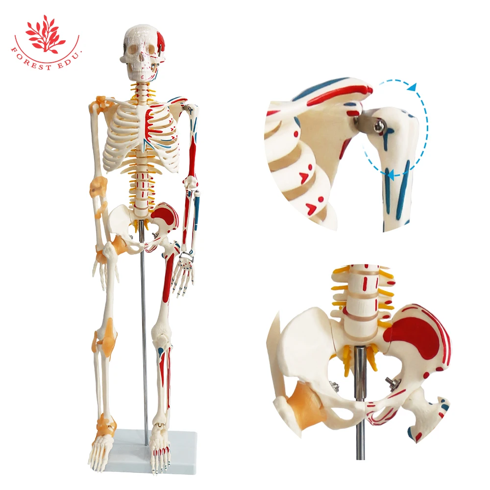 Human Skeleton Model With Muscles