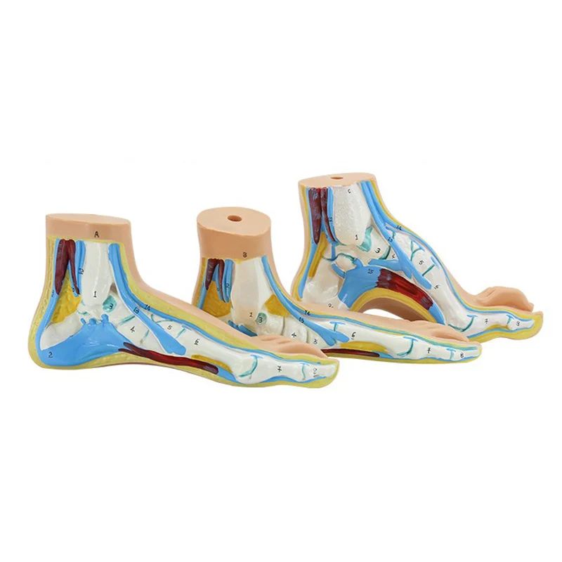 Foot-model-human-foot-palm-muscle-model-arch-foot-model-foot-anatomy.jpg