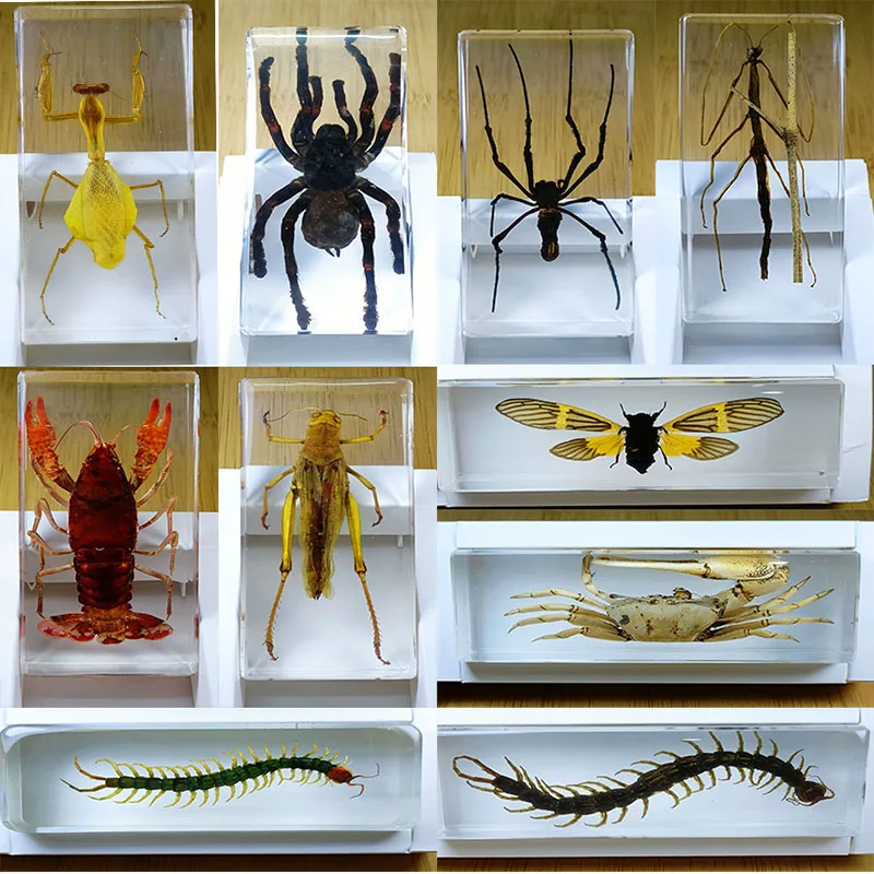 Real-Insect-Specimen-Butterfly-Encapsulated-In-Sealed-Resin-Suitable ...