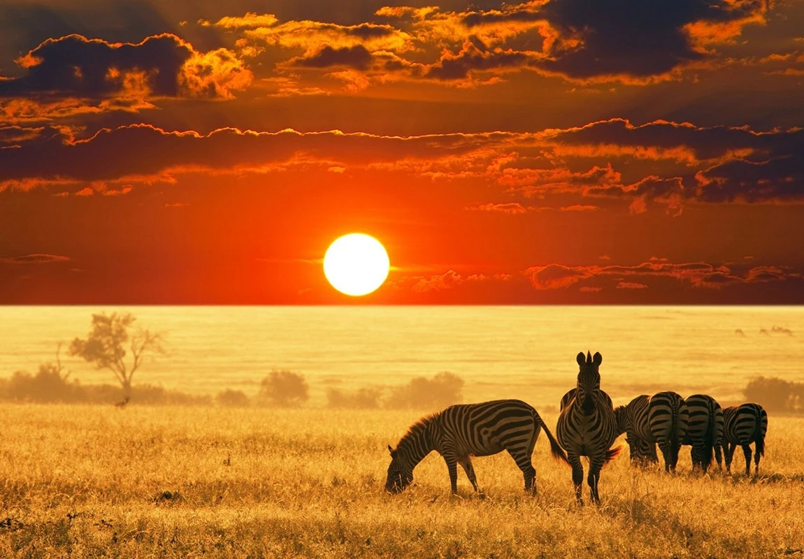 African Sunsets With Animals