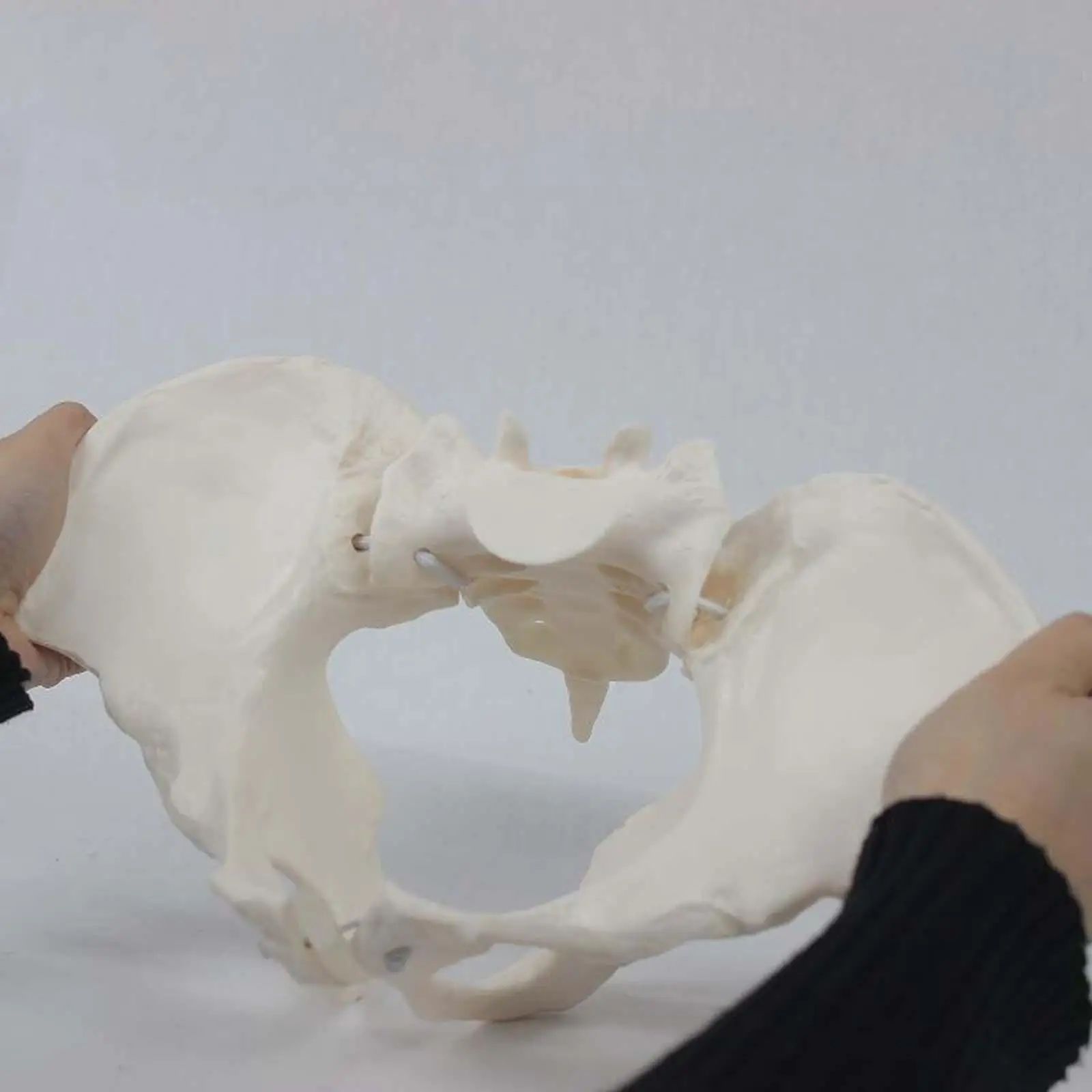 Female-Pelvis-Model-Life-Size-Female-Pelvis-Model-Teaching-Equipment ...