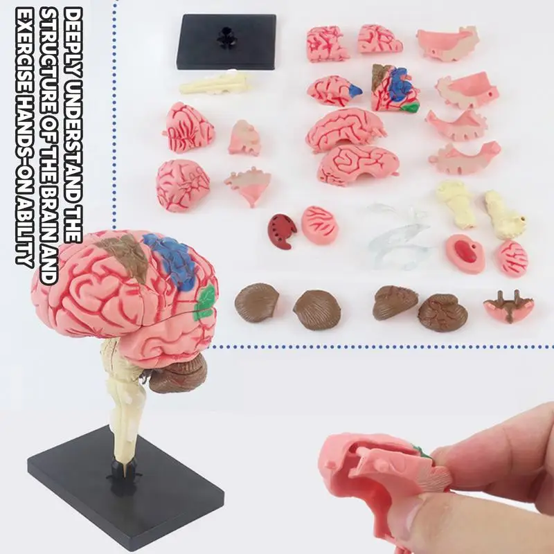 4D Master Brain Model Anatomia Montada, Estrutura de Anatomia🍼 Ganhe ...