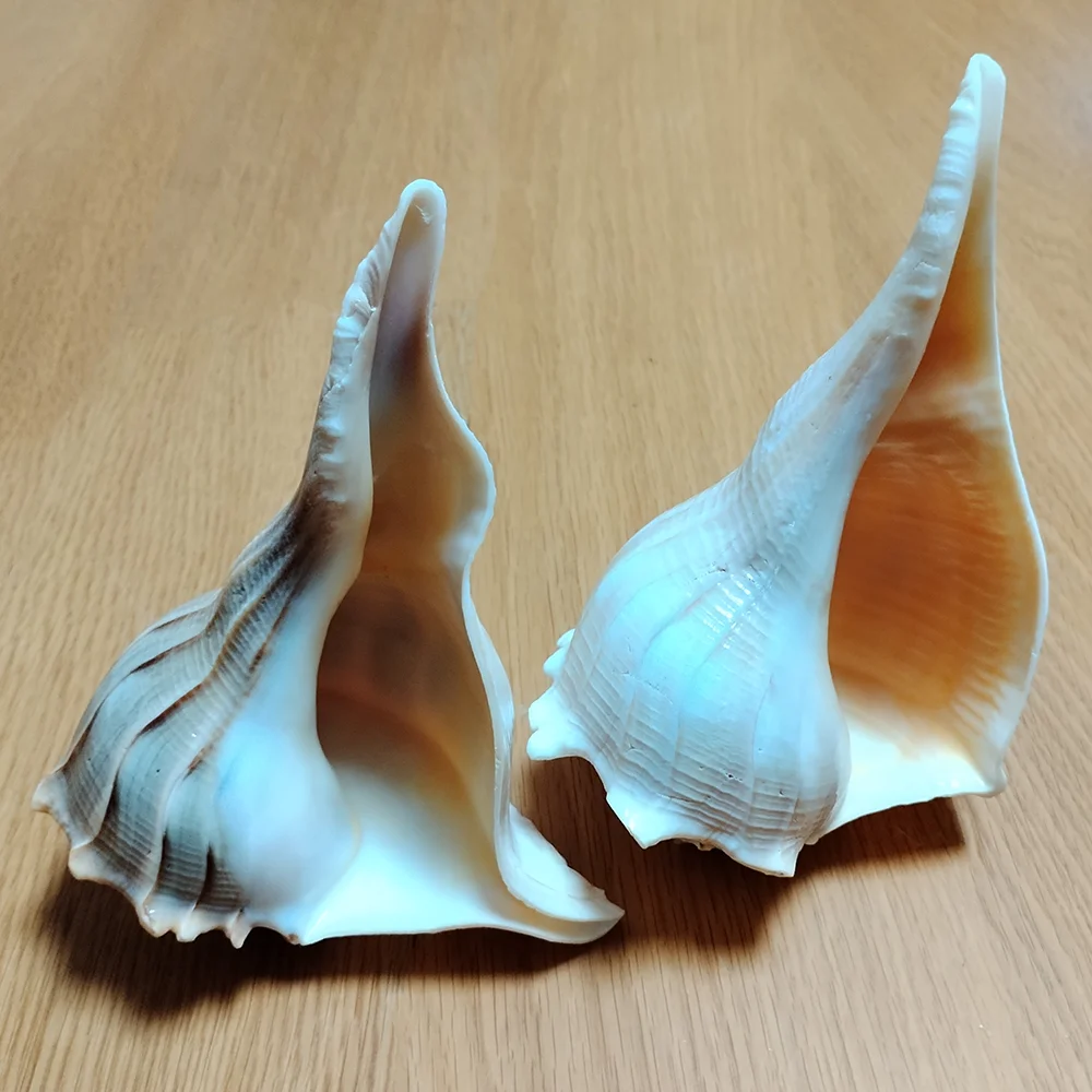 Large-Left-handed-Whelk-Conch-Natural-Busycon-Contrarium-Shells ...