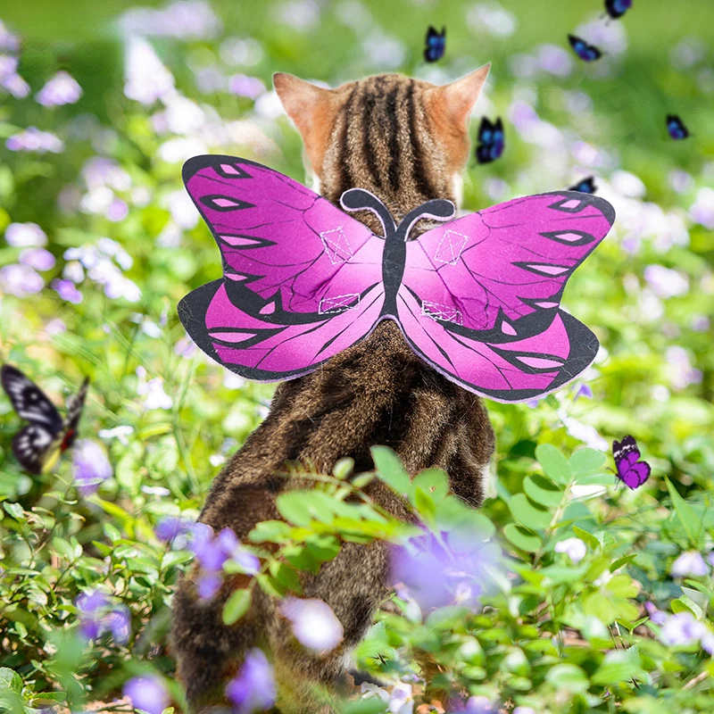 Cat Butterfly