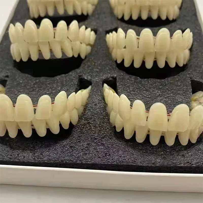 Dientes postizos de resina Universal, modelo de resina, dentaduras ...