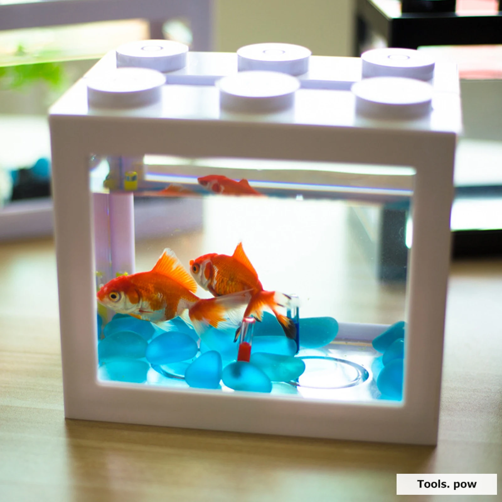 Worlds Smallest Aquarium With Fish