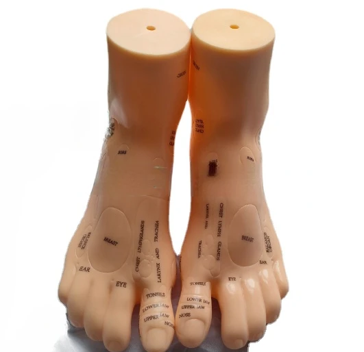 19cm-Foot-Reflex-Zone-Massage-Model-Not-Acupuncture-Model-English-Code ...