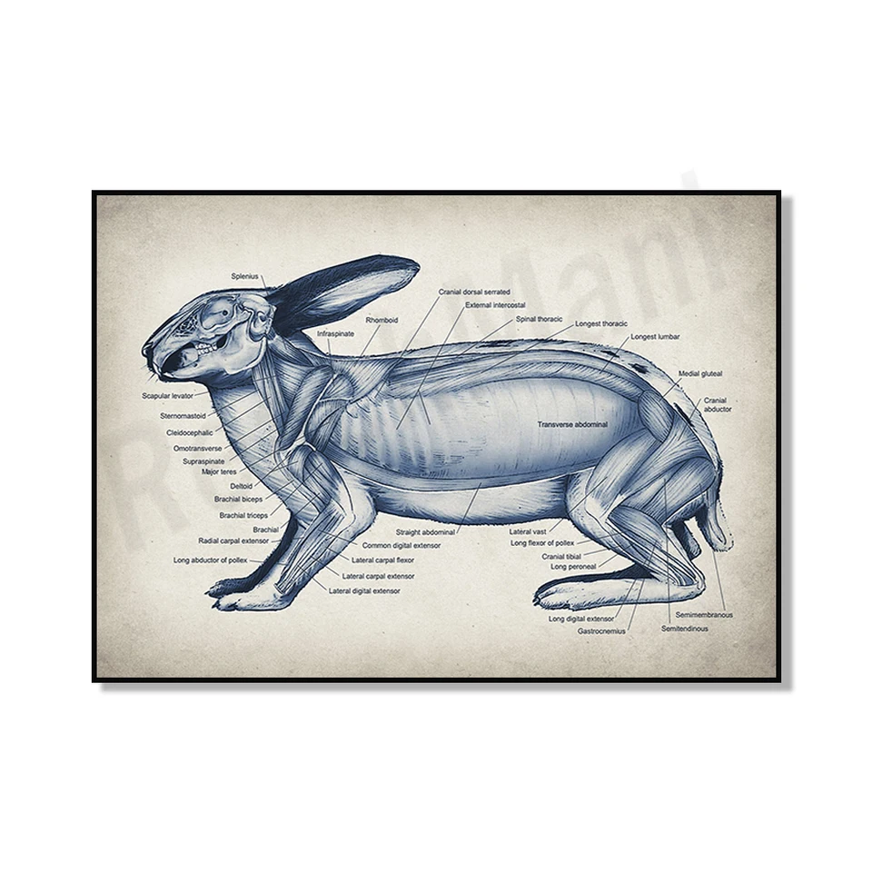 Rabbit Muscles Diagram Anatomische Modellen Knaagdieren
