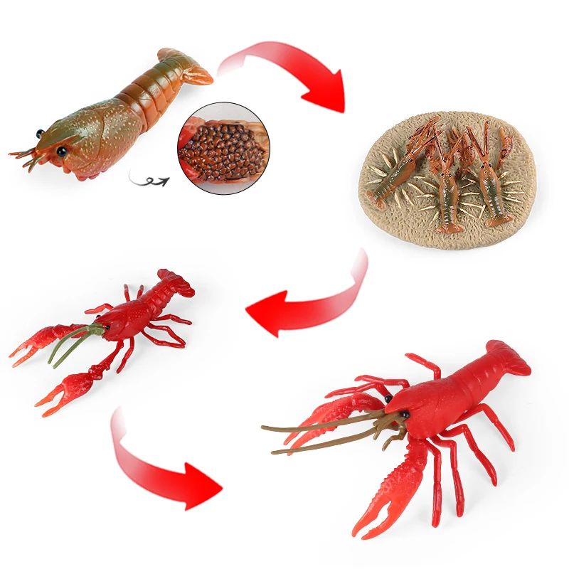 Crayfish Life Cycle For Kids