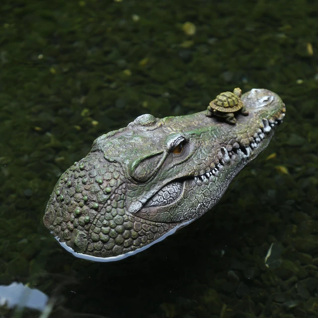 Crocodile Head In Water