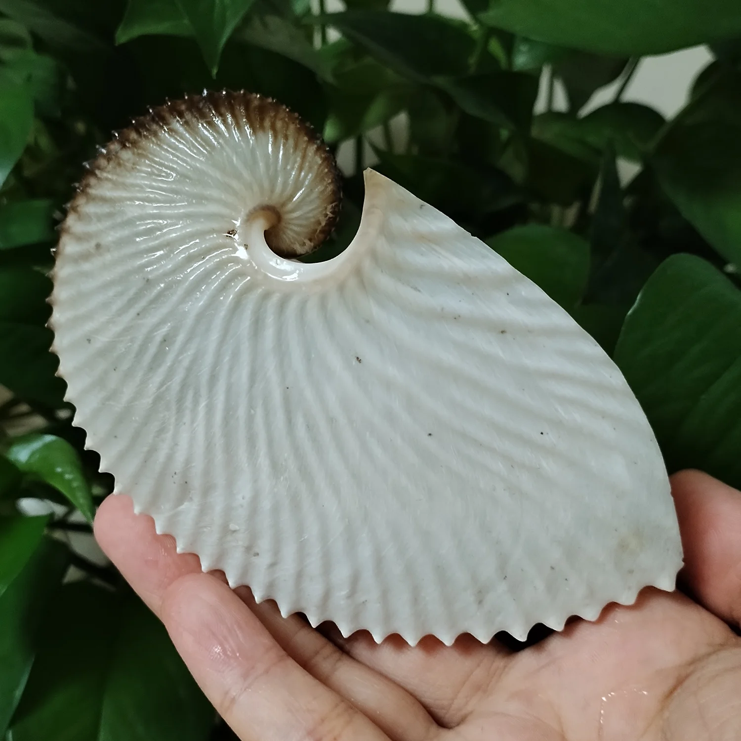 Coquillages-de-Nautilus-en-Papier-Naturel-pour-D-coration-Murale-Grand ...