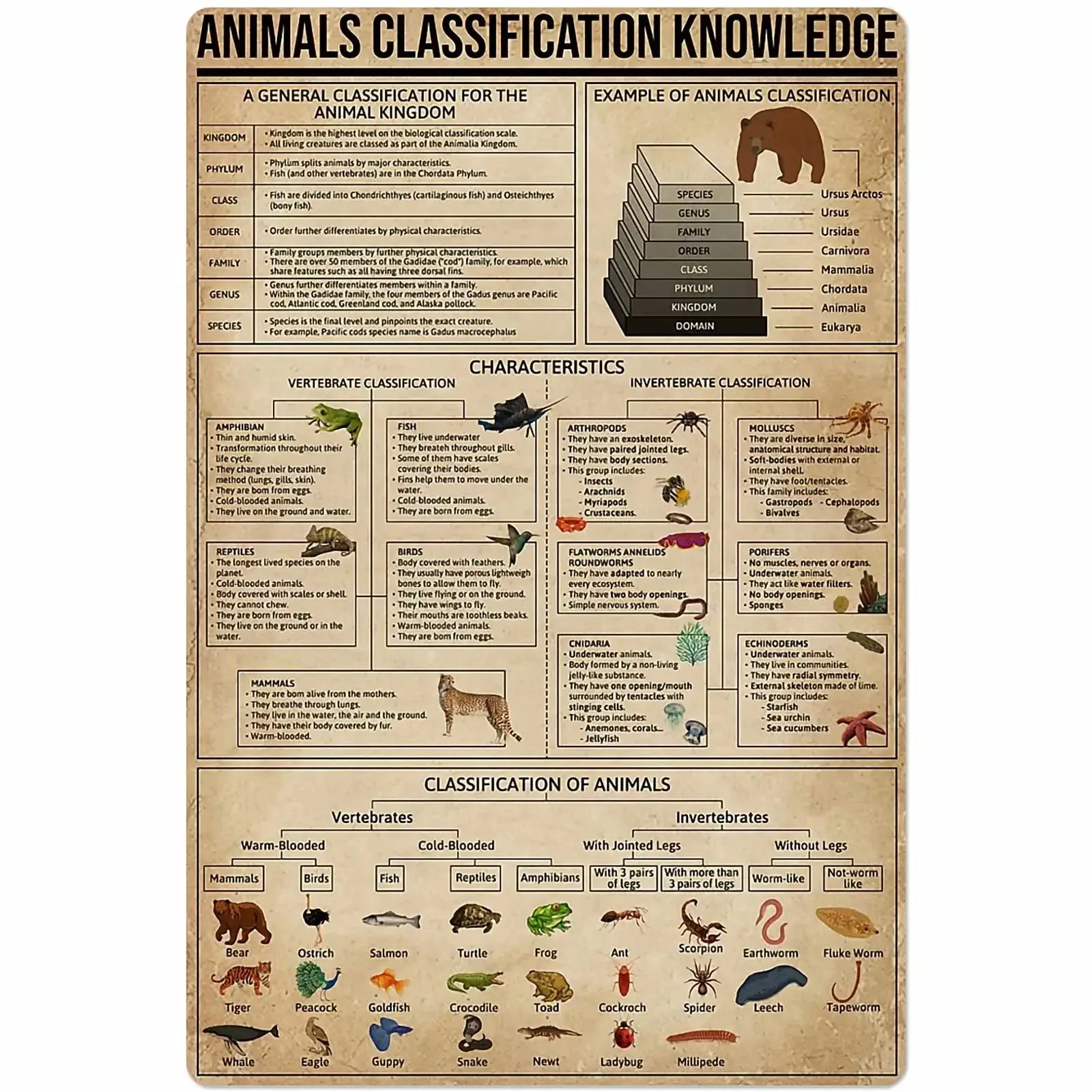 Animal Classification Graphic Organizer