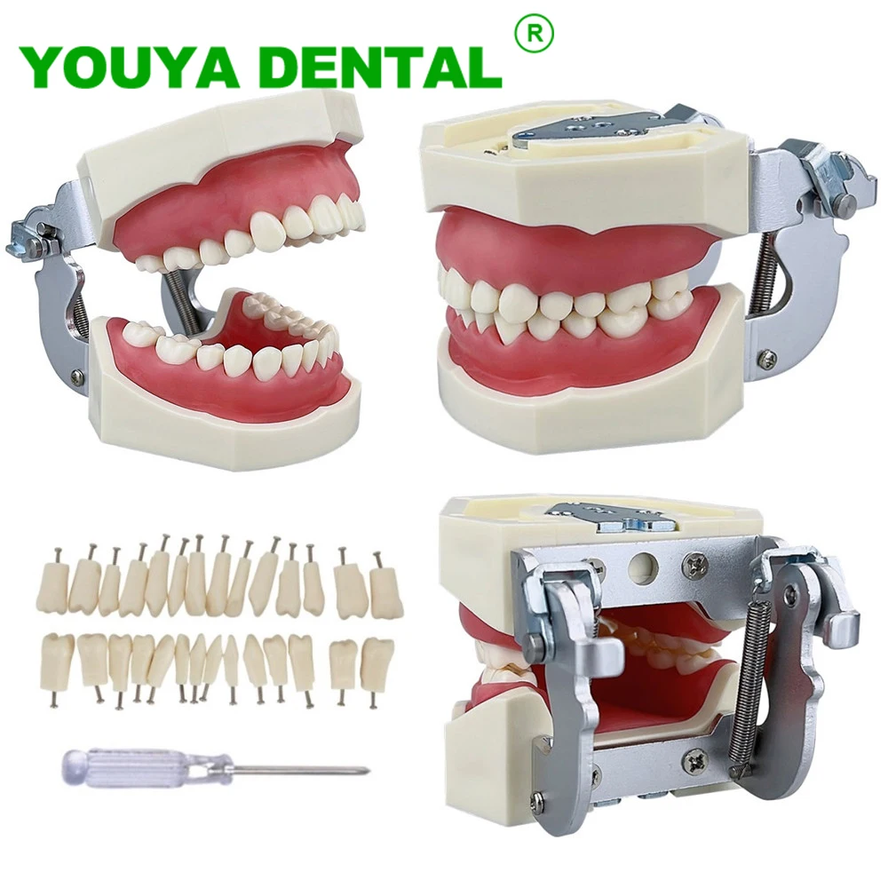 Modelo de dientes dentales con 28 piezas, Typodont extraíble, médico ...