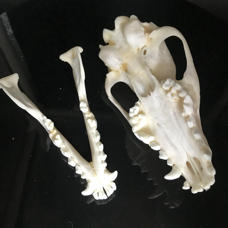 Articulated Raccoon Skeleton