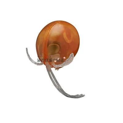 Giant Ostracod