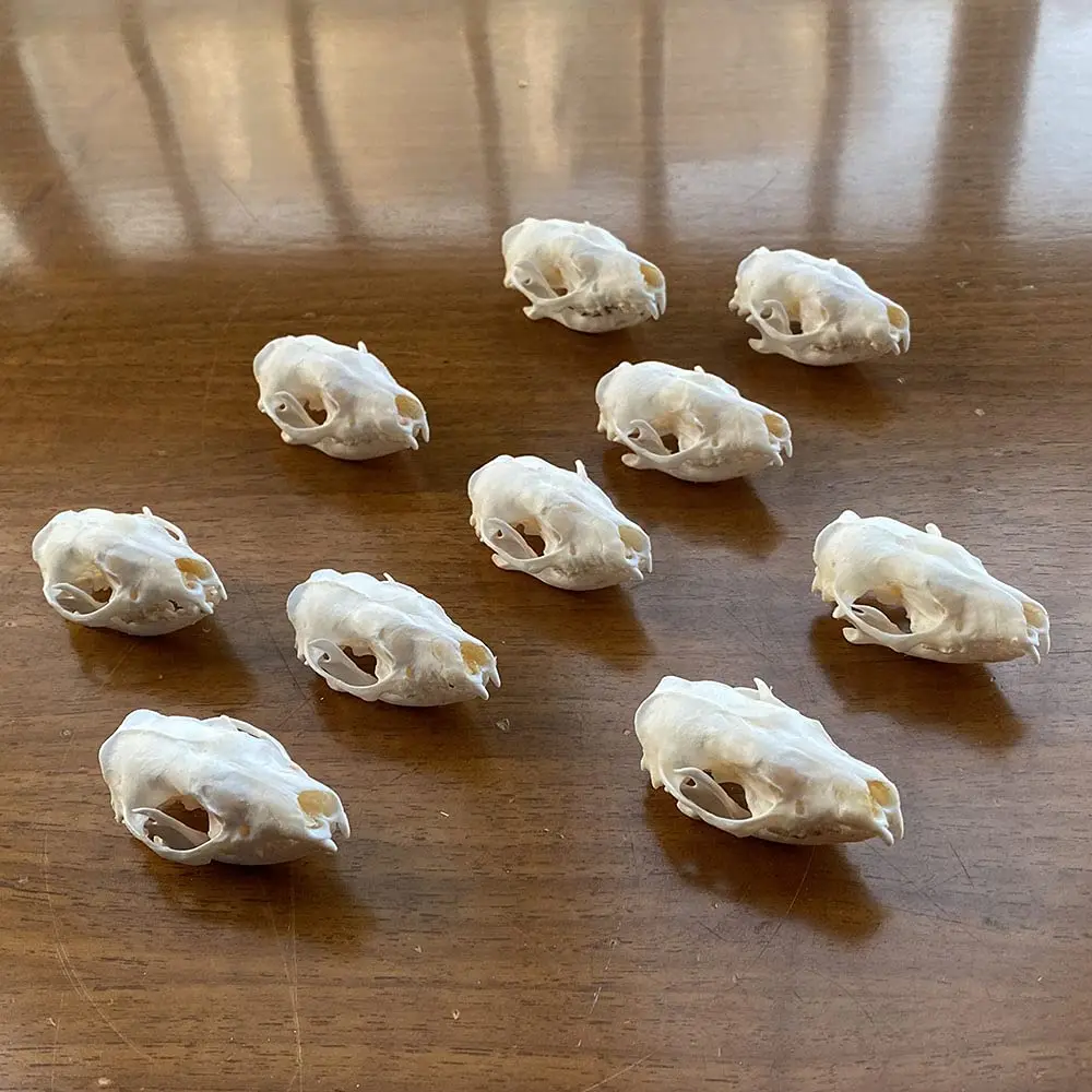 Real-Hedgehog-Animal-Skull-Taxidermy-Research-Unusual-Decorations.jpg