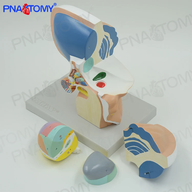 Diencephalic-intuition-brain-model-telencephalic-thalamus-Anatomical ...