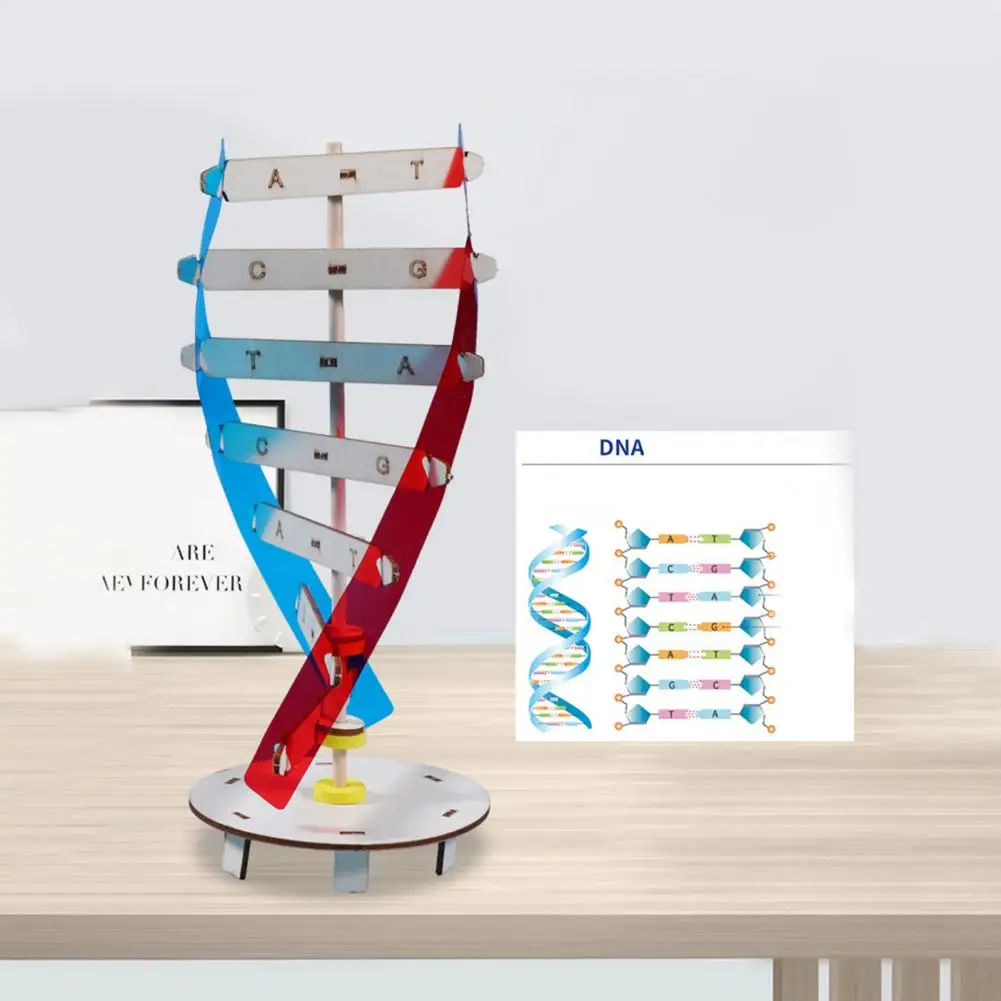 How To Make A Dna Helix Model