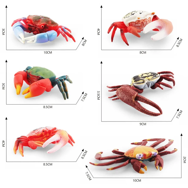 Fiddler Crab Life Cycle