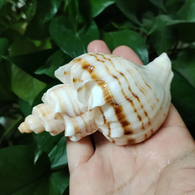 9-11CM Neptunea Cumingii Sea Shell Large Conch Conch Specimen ...