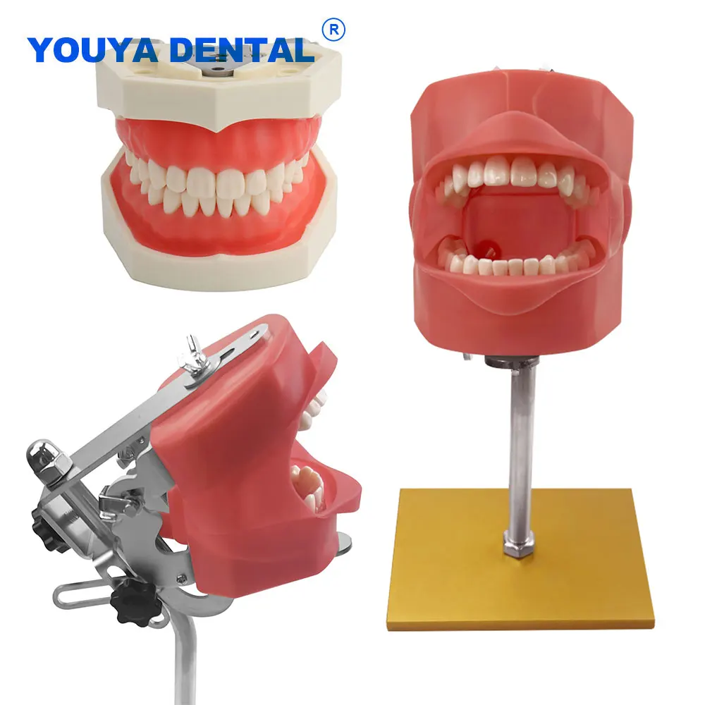 Dental-Simulator-Phantom-Head-Model-With-28-32-Replacement-Teeth ...