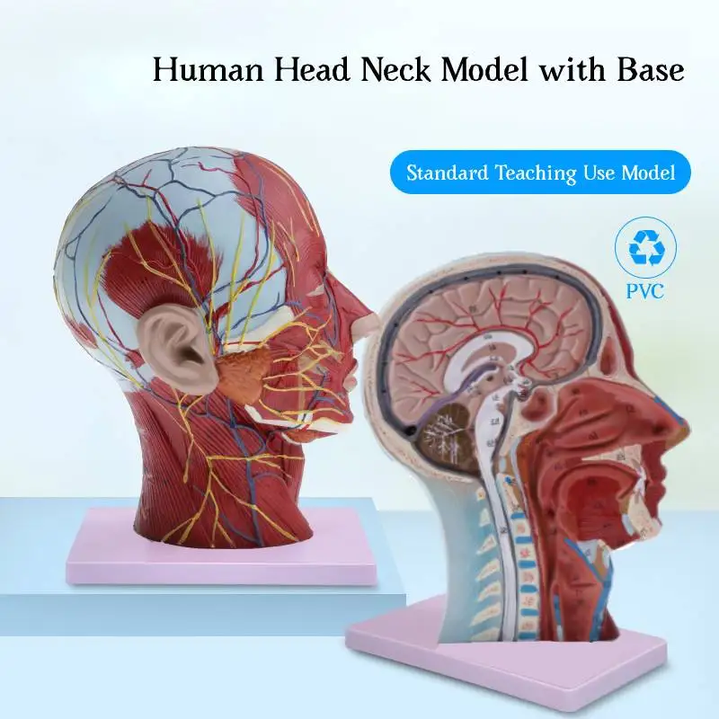 Head Neck Anatomy Models | Human Head & Neck Model | Anatomical Model ...