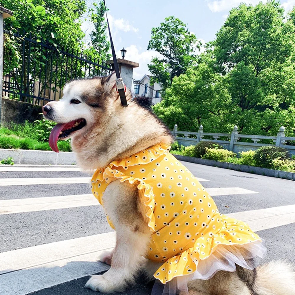 Cute Dogs Wearing Clothes