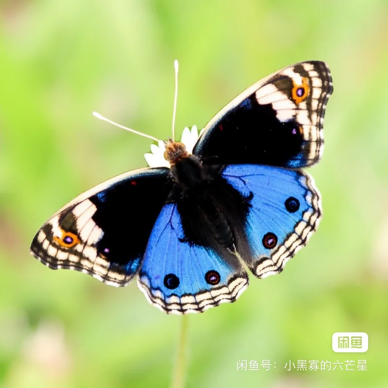 Real Butterfly In Nature