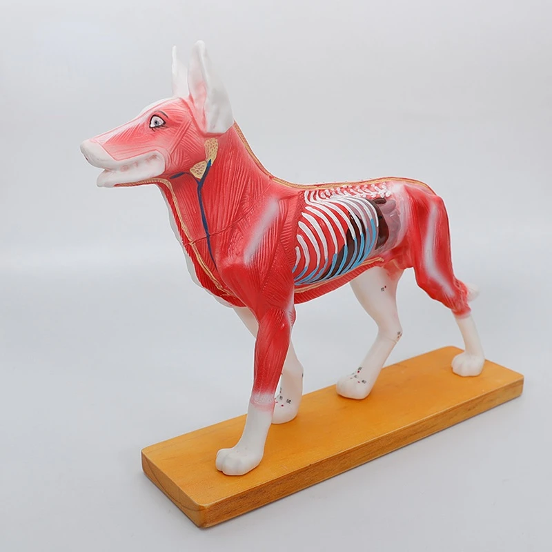 Model-Dog-Body-Acupuncture-Model-Cat-Pig-Cattle-Horse-Animal-Model ...