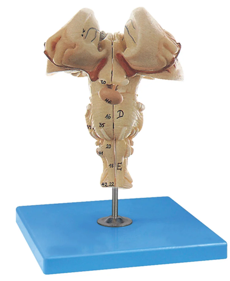 Brain Stem Anatomy Model