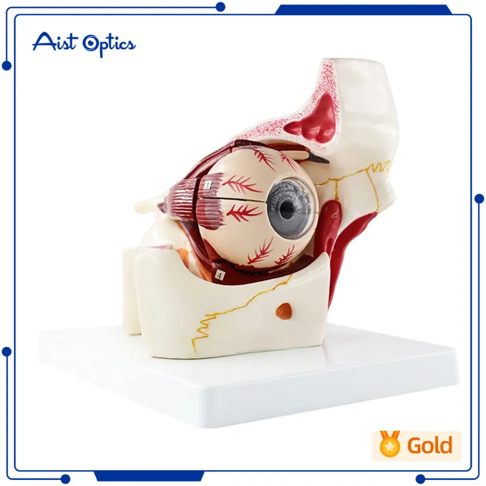 AIST High Quality Biology 6 Times Human Eye Model Giant Anatomy For ...