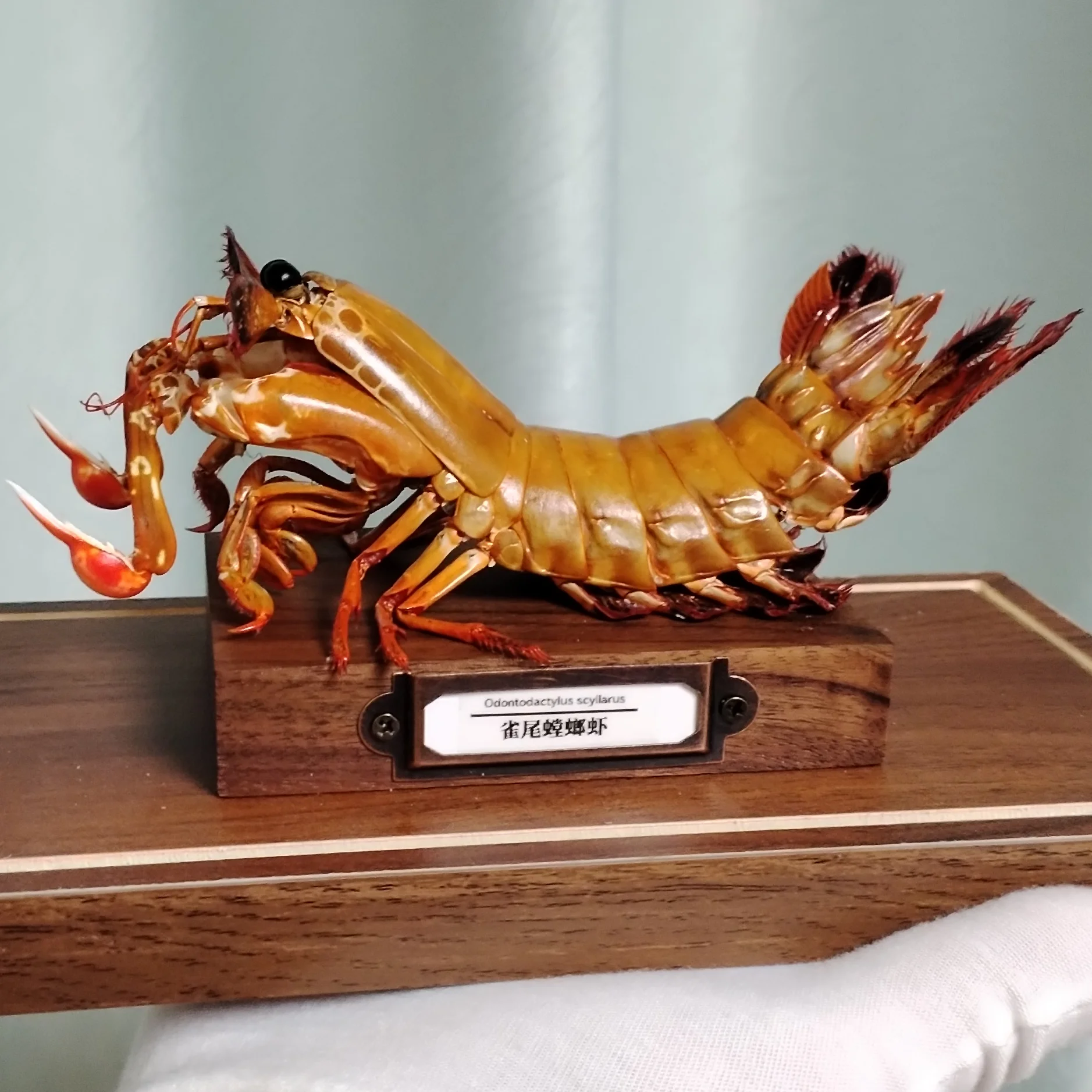 Mantis Shrimp Gift
