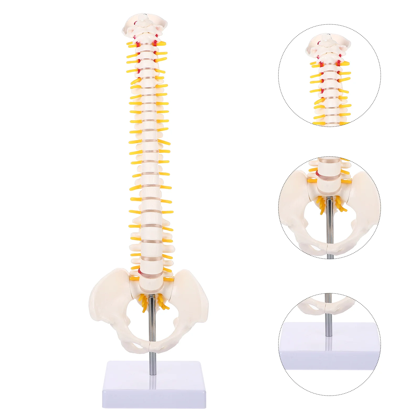 Model Spine Anatomy Human Spinal Anatomical Models Training Lumbar ...