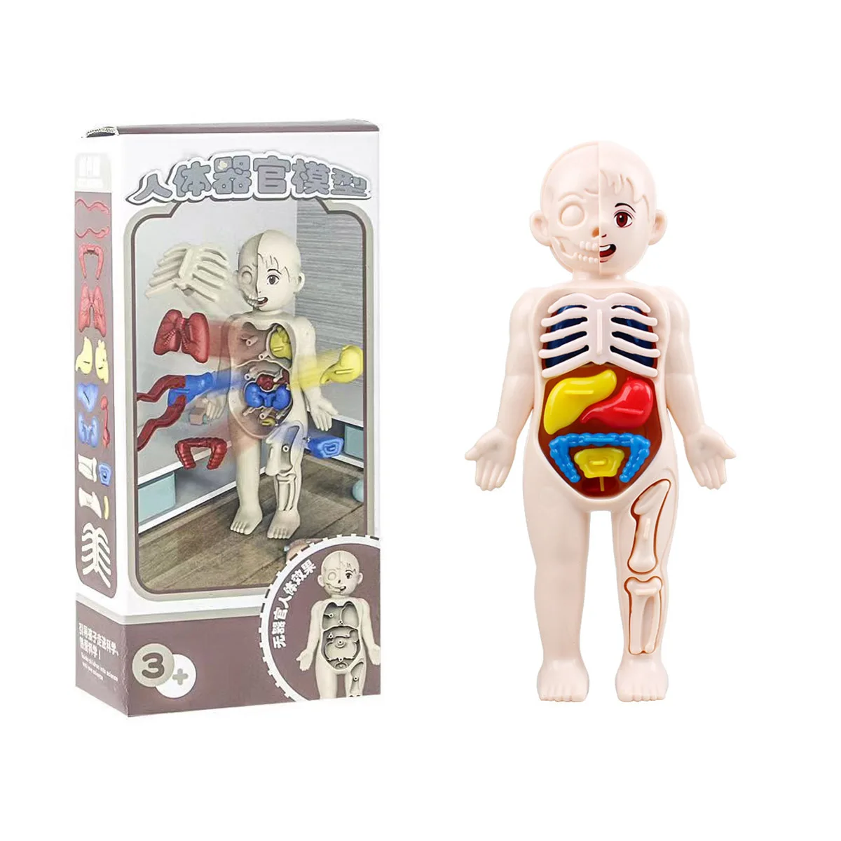 Maniqu-3D-de-anatom-a-humana-para-ni-os-modelo-de-ensamblaje-de ...