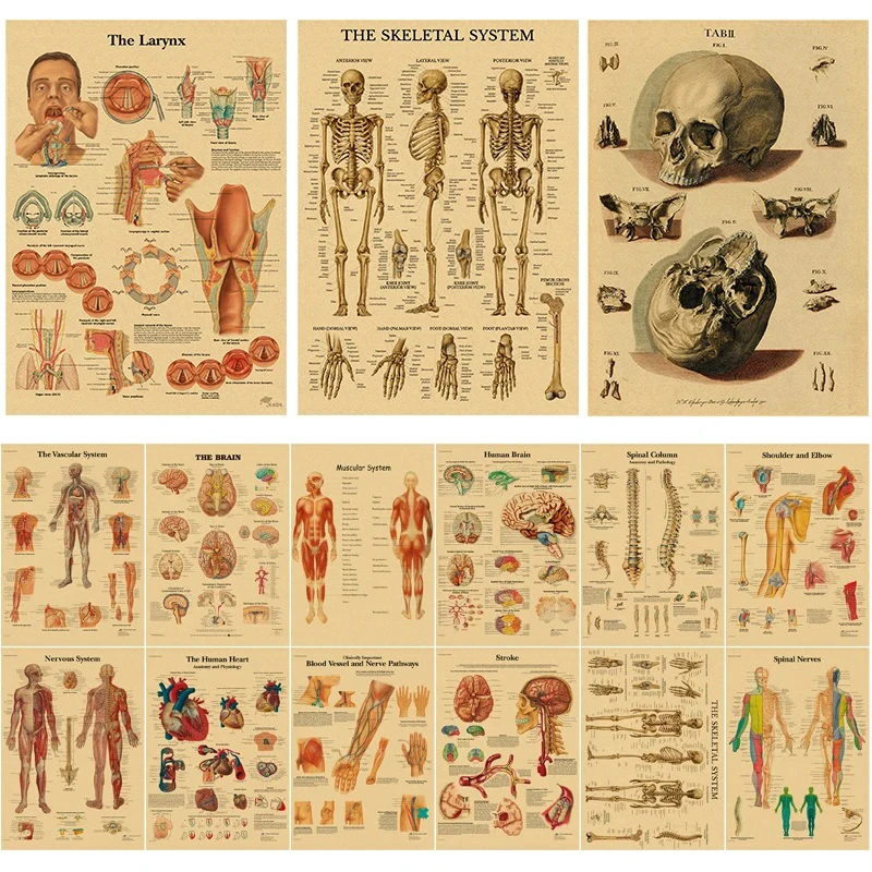 Retro-Organ-Systems-In-The-Human-Body-Posters-Skeleton-Anatomy-Kraft ...