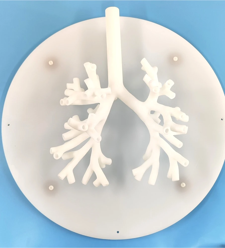 Bronchoscopy Training Model - Trachea Model with 5th Level Branches - Alisa