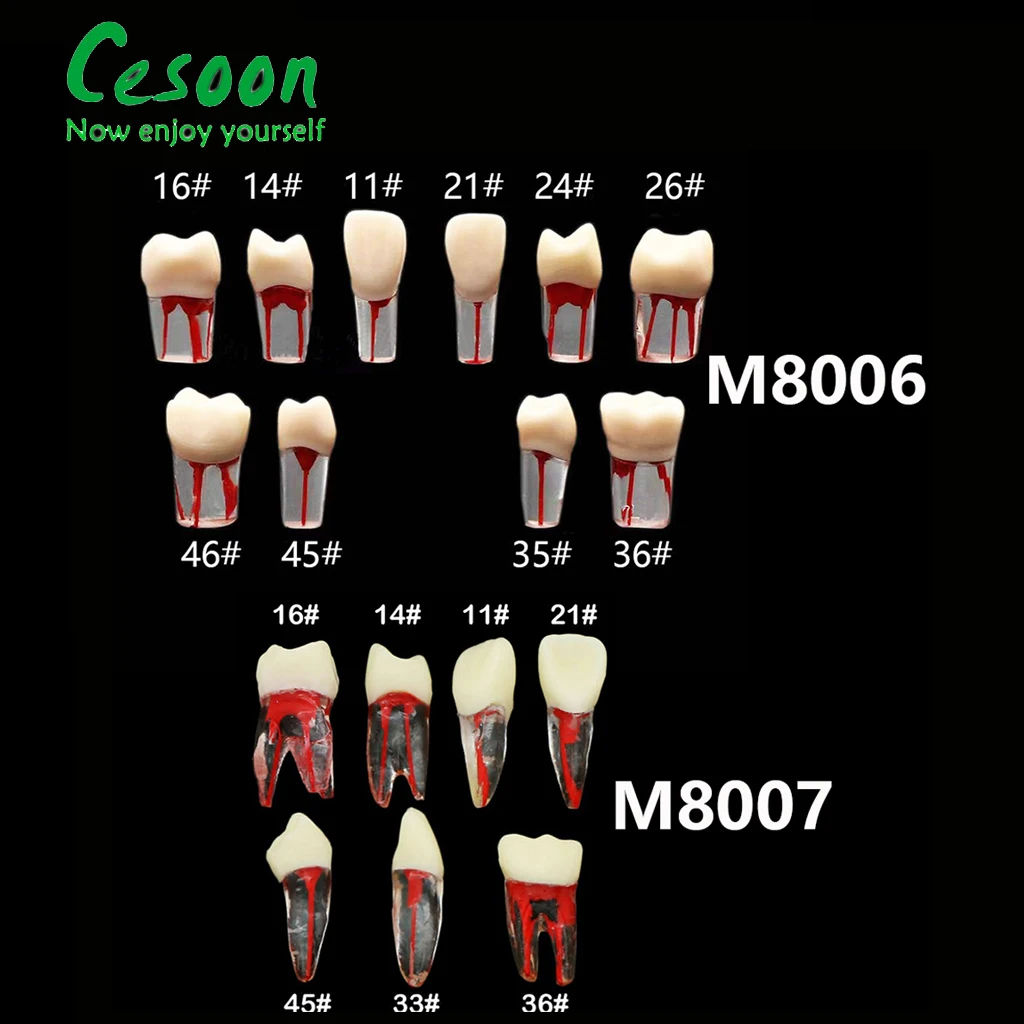 1Pc Dental Endodontic Root Canal Study Model Rotary Files Practice ...
