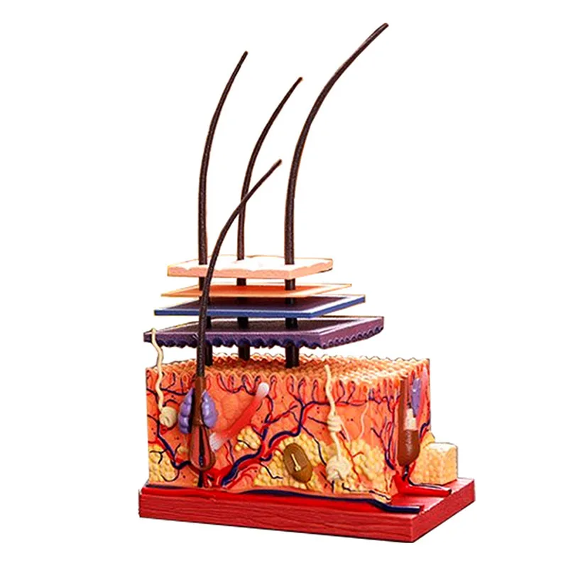Skin-And-Hair-4D-Master-Puzzle-Assembling-Toy-Human-Body-Organ ...