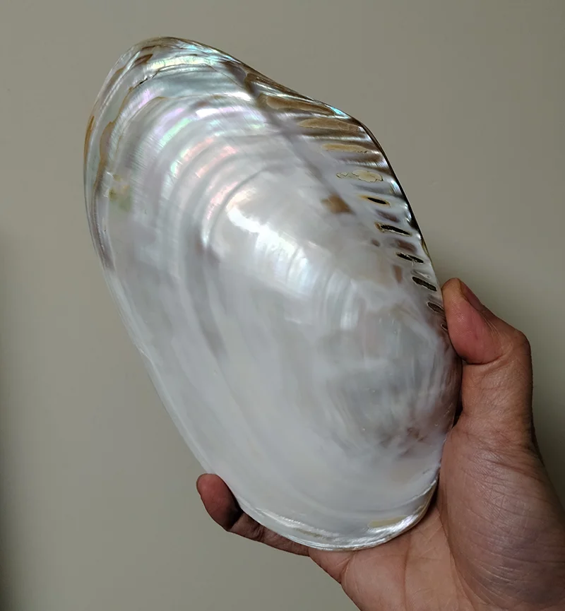 20-22CM-Huge-Polished-Oyster-Shell-Natural-Mussel-Shell-For-DIY-Craft ...