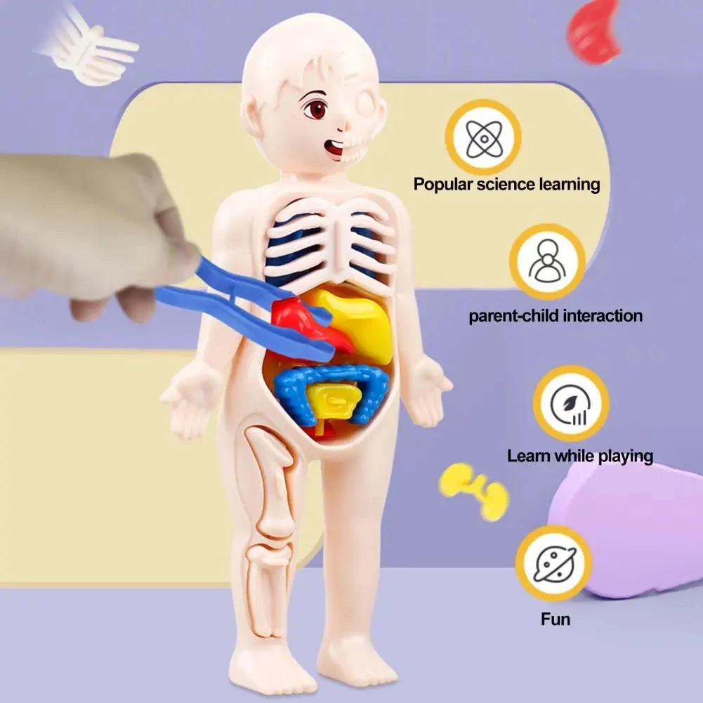 Montessori Toys Children Science Education Human Body Organ Anatomy ...