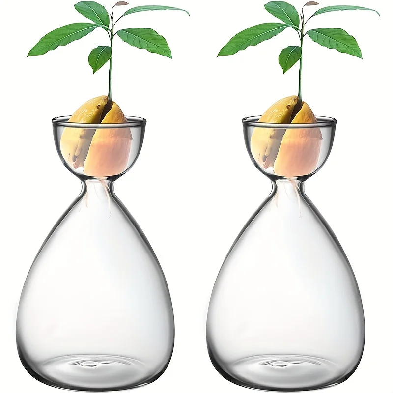 2pcs Small Avocado Seed Starter Vase, Avocado Tree Growth Kit, Avocado ...