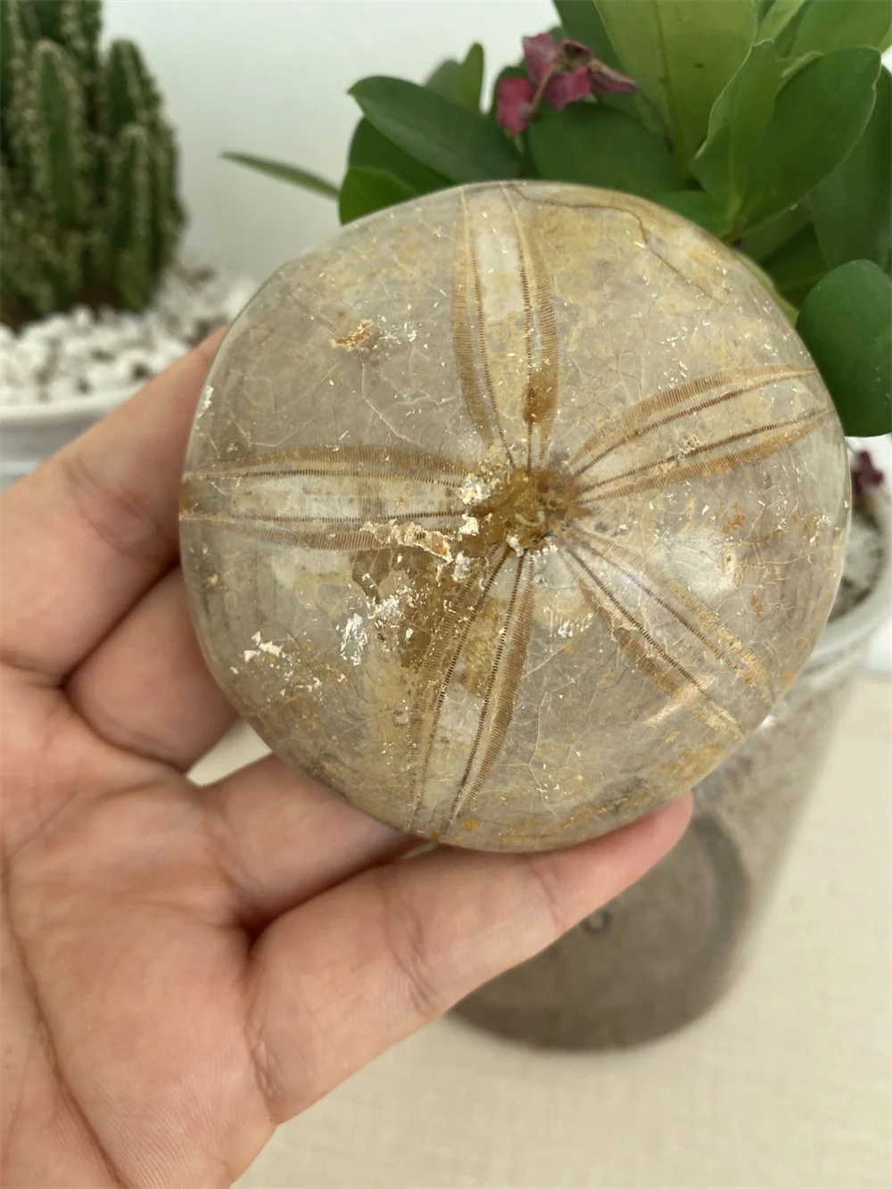 Starfish Fossil