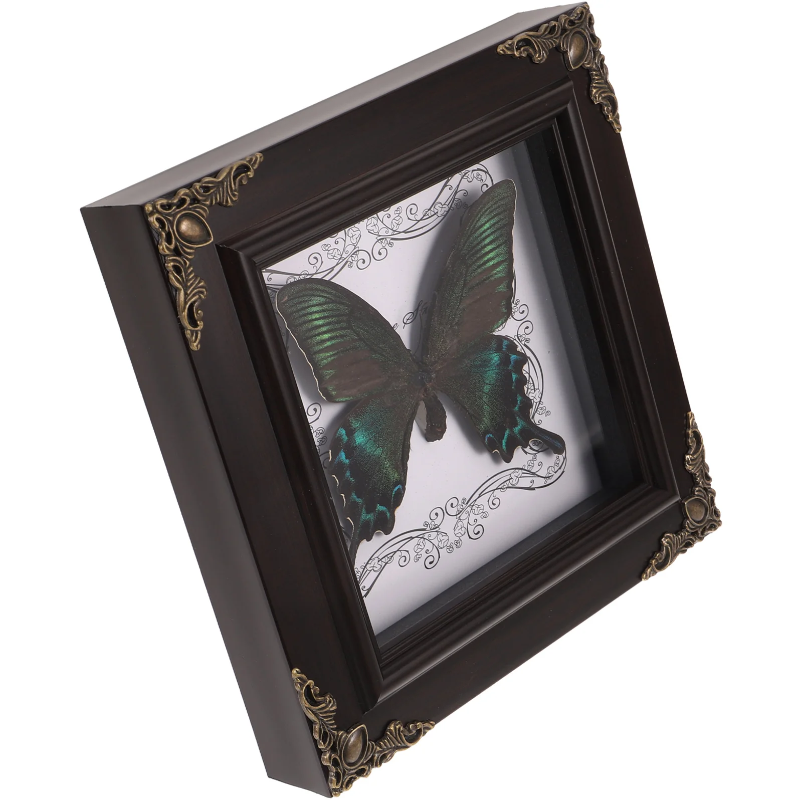 Butterfly-Specimen-Photo-Frame-Display-Frames-Wall-Hanging-Holder-Home ...